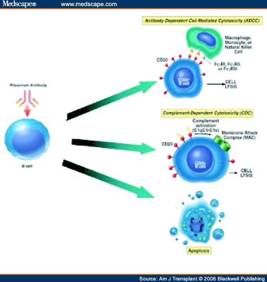 Rituximab, an Anti-CD20 Monoclonal Antibody: History & Mechanism