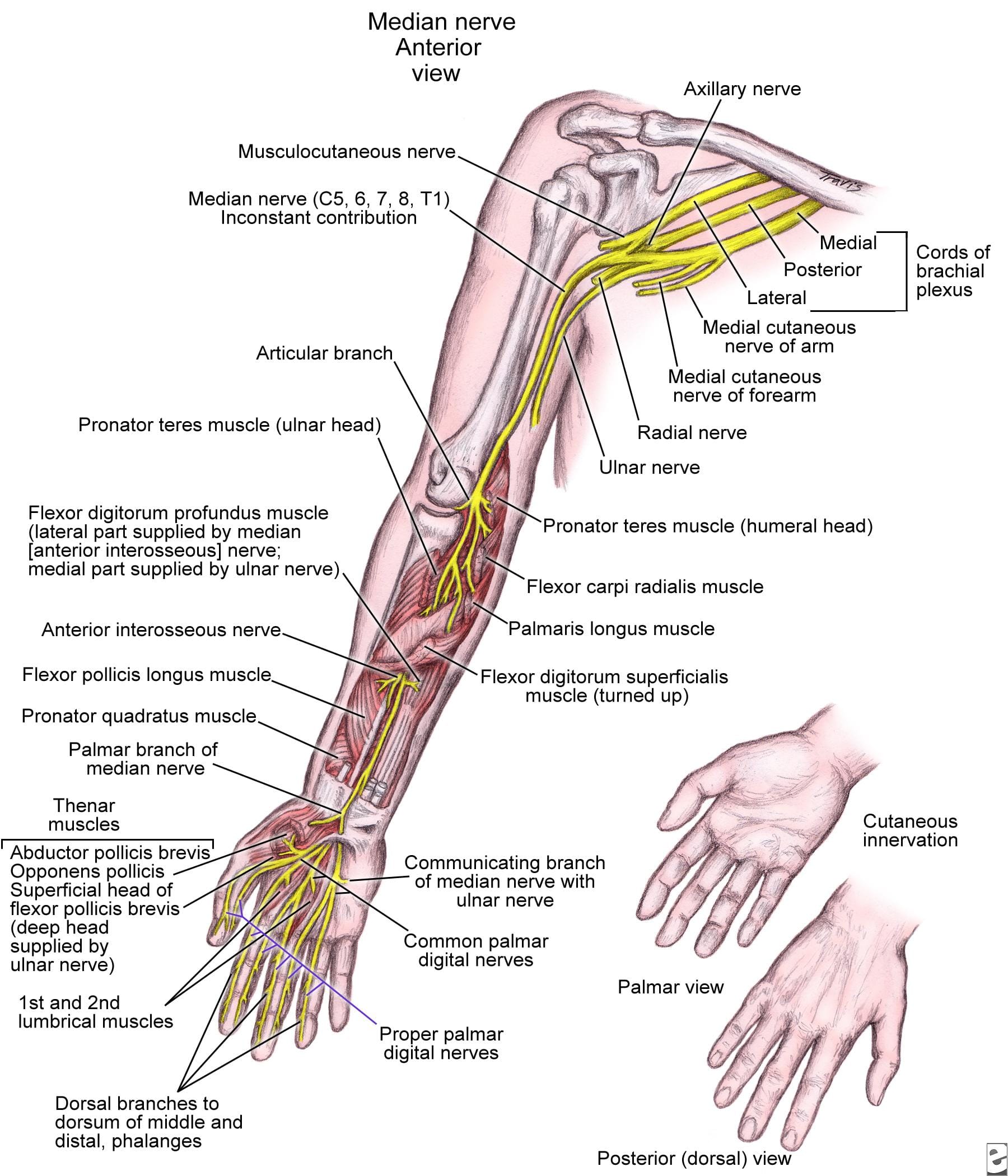 Pin By Sandeep On Upper Limb Anatomy Median Nerve Nerve Entrapment Pin By Sandeep On Upper Limb Anatomy Median Nerve Nerve Entrapment