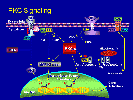 Anti-Sense Molecule Targeted to Protein Kinase C
