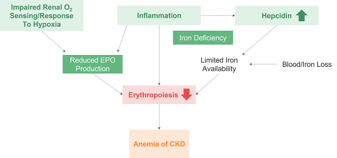 Utilizing the Latest Advances in Dialysis-Dependent Chronic Kidney ...