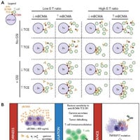 Impact of Soluble BCMA and Non–T-Cell Factors on Refractoriness to BCMA ...