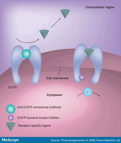 EGFR-Targeted Therapies in Lung Cancer: Predictors of Response and Toxicity