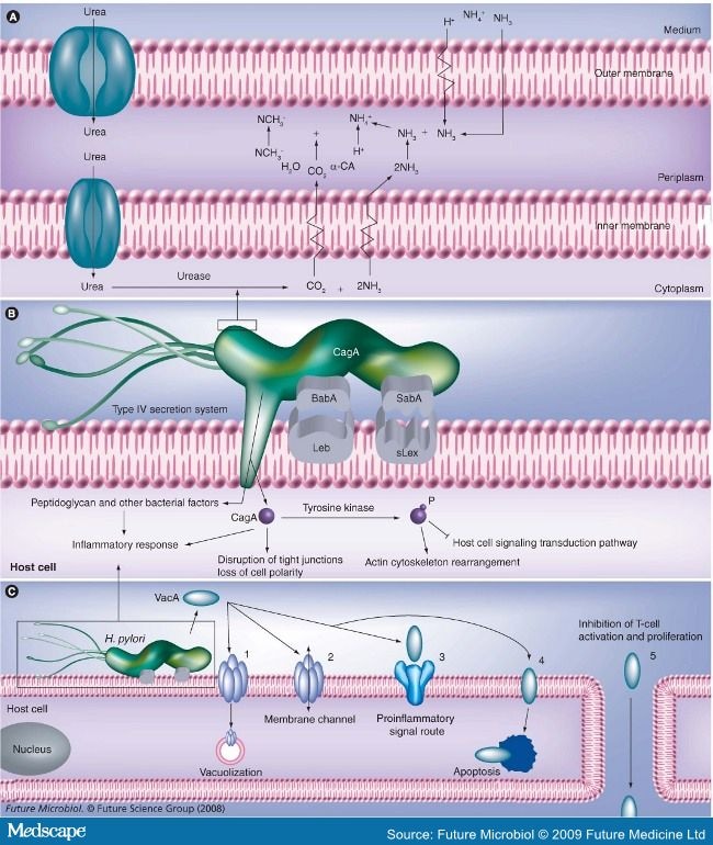 Helicobacter Pylori: Phenotypes, Genotypes and Virulence Genes - Page 2