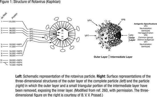 Rotavirus Disease and Prevention Through Vaccination