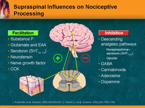 Fibromyalgia Pain Mechanisms: Functional Neuroimaging and Other Factors ...
