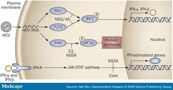 Mechanisms of HCV Survival in the Host - Page 3