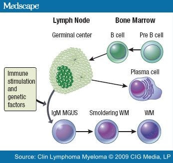 Genetics- and Immune-Related Factors in the Pathogenesis of Lymphoplasmacytic Lymphoma ...