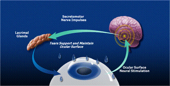 The VIEW II: Halting Progression of Dry Eye Disease