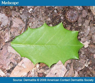 Irritant Contact Dermatitis from Plants - Page 2