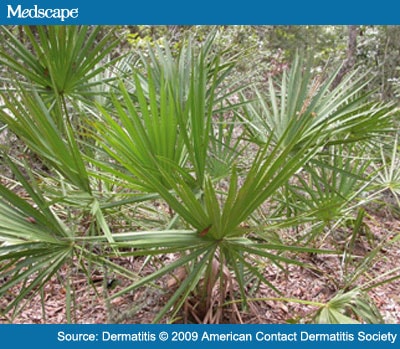 Irritant Contact Dermatitis from Plants - Page 2