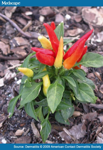 Irritant Contact Dermatitis from Plants - Page 3