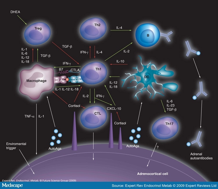 Recent Advances in Adrenal Autoimmunity - Page 6