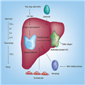 Proteomics and Liver Fibrosis: Identifying Markers of Fibrogenesis