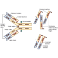 Serum Free Light Chain Assessment in Monoclonal Gammopathy and Kidney ...