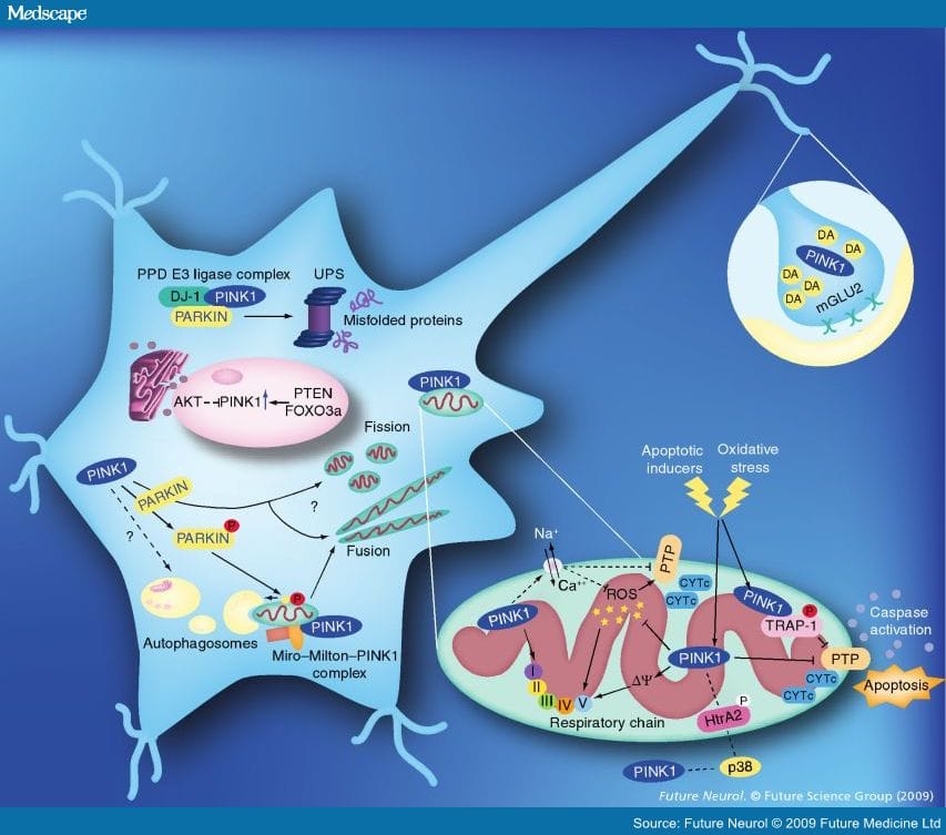 PINK1: One Protein, Multiple Neuroprotective Functions - Page 4
