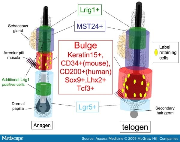 Hair Follicle Stem Cells--New Insights & Clinical Relevance