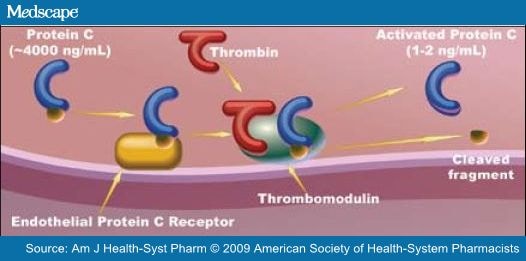 Protein C in Critical Illness - Page 2