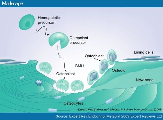 Bone Signaling Pathways and Treatment of Osteoporosis - Page 2