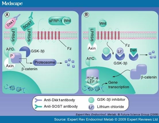 Bone Signaling Pathways and Treatment of Osteoporosis - Page 5