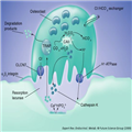 Bone Signaling Pathways and Treatment of Osteoporosis - Page 2