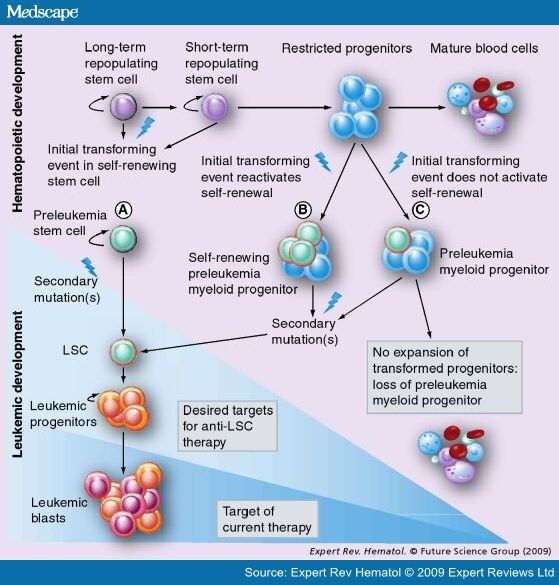 Acute Myeloid Leukemia Stem Cells: Seek and Destroy - Page 2