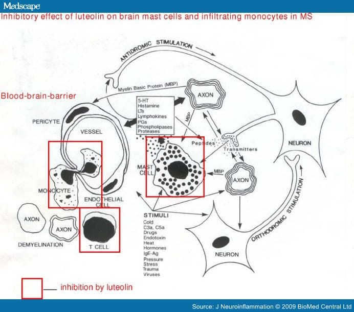 Luteolin as a Therapeutic Option for Multiple Sclerosis - Page 2