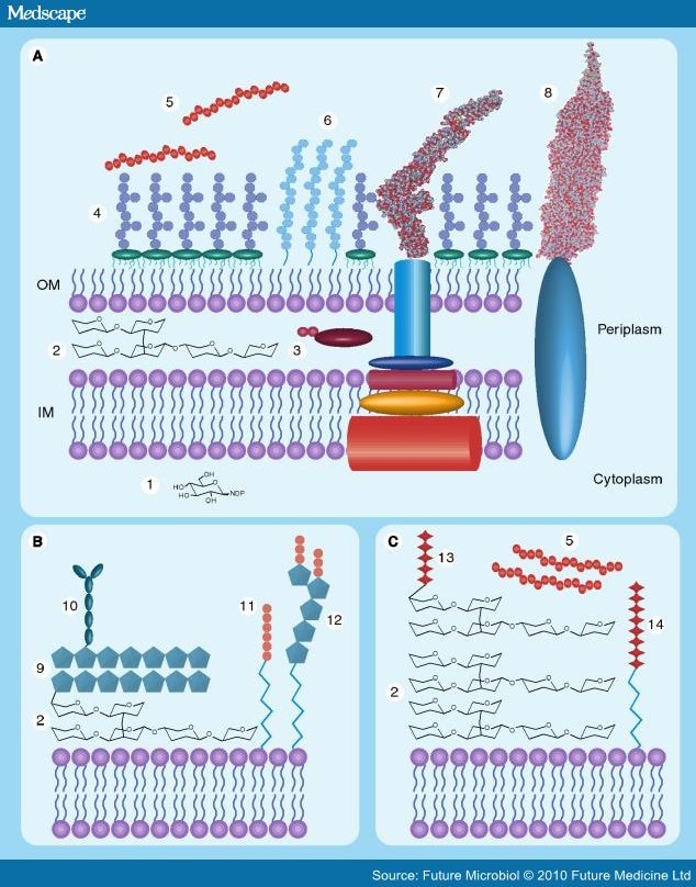 The Role of the Bacterial Glycome in Host - Pathogen Interactions