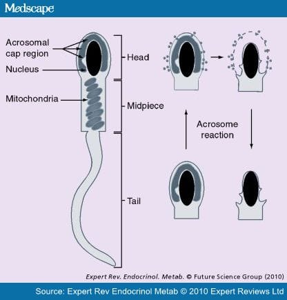 Mechanisms of Obesity-Induced Male Infertility - Page 2