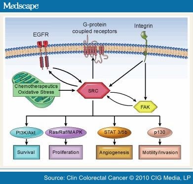 The Src Family of Protein Tyrosine Kinases: A New and Promising Target ...
