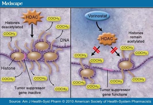 Vorinostat: A Novel Therapy for the Treatment of Cutaneous T-Cell ...