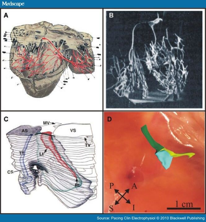 Anatomy and Electrophysiology of the Human AV Node - Page 2