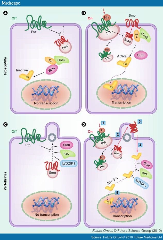 Basal Cell Carcinoma and Aberrant Hedgehog Signaling - Page 2