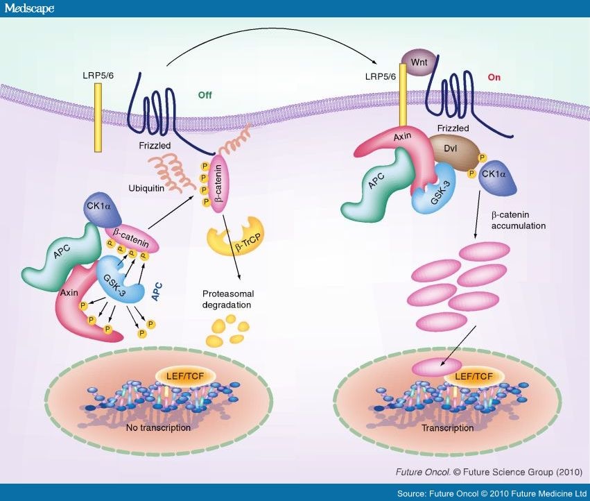 Basal Cell Carcinoma and Aberrant Hedgehog Signaling - Page 4
