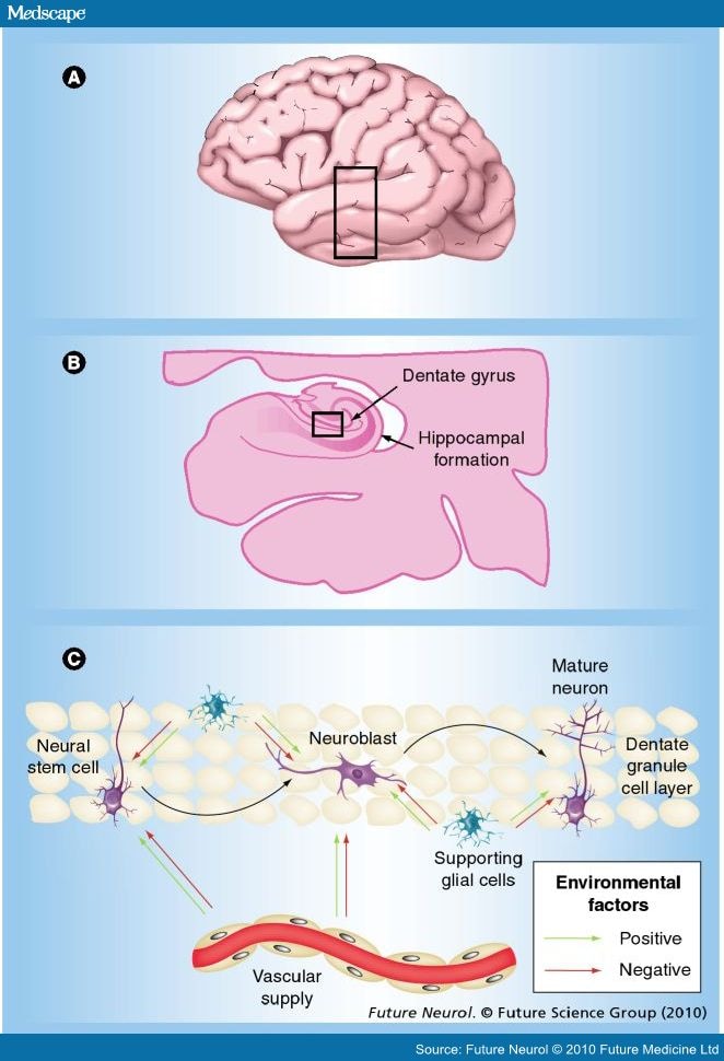 Neurogenesis and Aging: Potential Therapy for Degenerative Disease ...