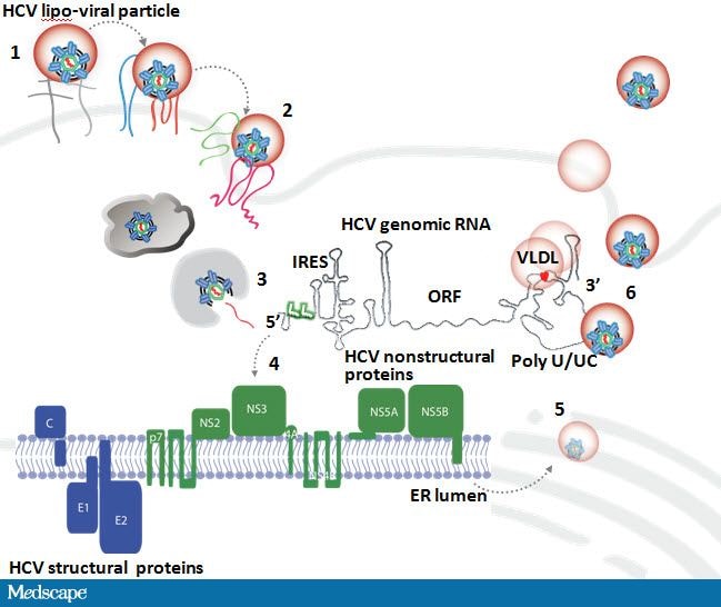 HCV: What Do We Know About the Host/Immune Response?