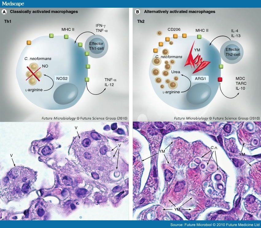 Mechanisms of Cryptococcal Virulence and Persistence - Page 3