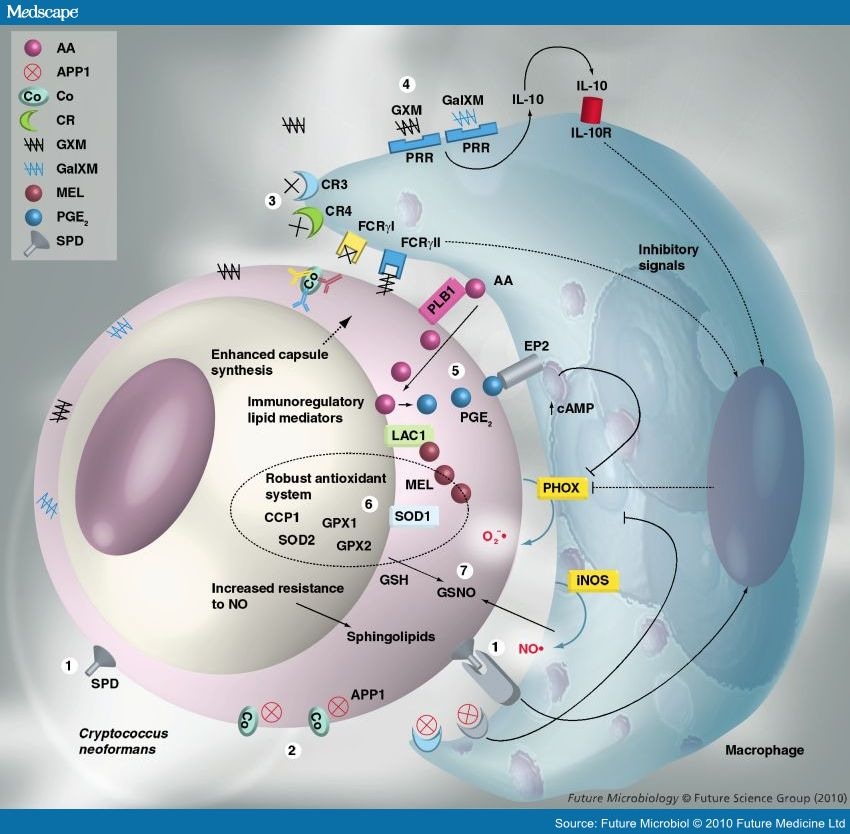 Mechanisms of Cryptococcal Virulence and Persistence - Page 4
