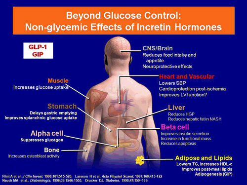 A Review of the Mechanistic and Pleiotropic Effects of GLP-1 Therapies ...