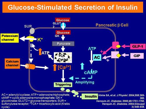 A Review of the Mechanistic and Pleiotropic Effects of GLP-1 Therapies ...