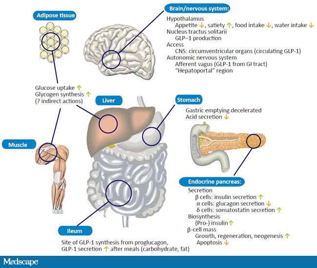 Patients With Diabetes: Strategies for Using GLP-1 Agonists Safely