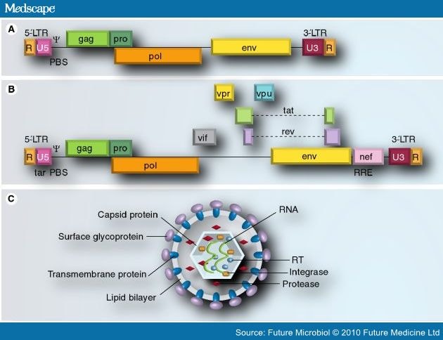 Retroviral Vectors for Gene Therapy - Page 2