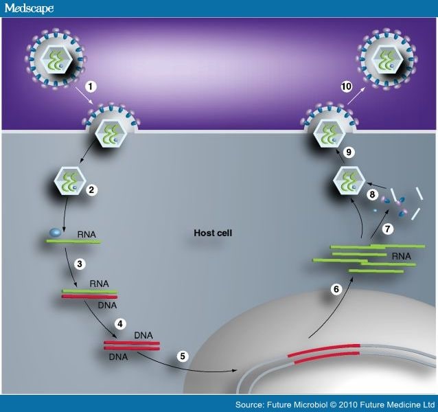 Retroviral Vectors for Gene Therapy - Page 2