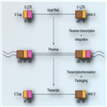 Retroviral Vectors for Gene Therapy - Page 2