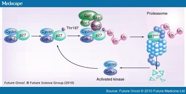 Cyclin-Dependent P27 as a Prognostic Biomarker - Page 2
