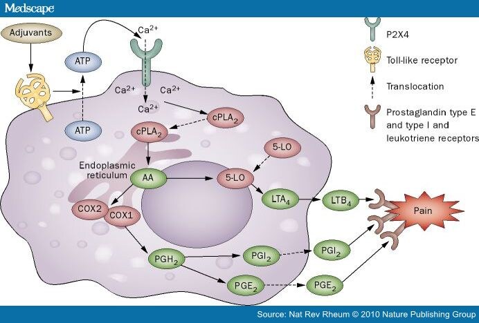 How Macrophages Mediate Inflammatory Pain Via ATP Signaling