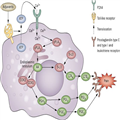 How Macrophages Mediate Inflammatory Pain Via ATP Signaling