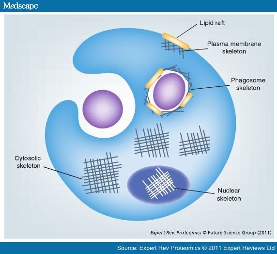Proteomics and the Cytoskeleton In Host-Defense Mechanisms - Page 4