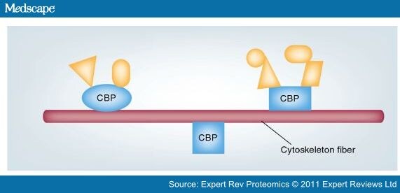 Proteomics and the Cytoskeleton In Host-Defense Mechanisms - Page 6