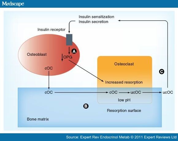 Osteocalcin: An Endocrine Link Between Bone and Glucose Metabolism - Page 9
