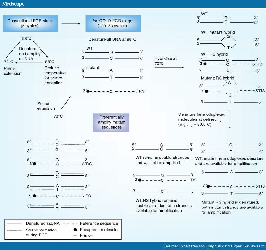 COLD-PCR: Improving Sensitivity of Molecular Diagnostics Assays - Page 3